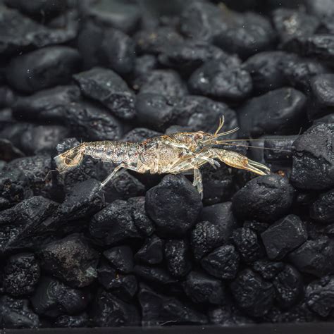 Freshwater Crayfish For Sale Dwarf Crayfish