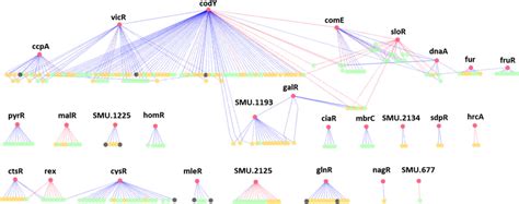 Topological View Of The Transcriptional Regulatory Response Network