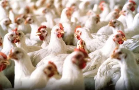 Nuevo mercado Argentina exportará carne aviar a Corea del Sur ADN