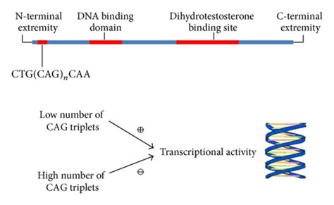 Localization Of Cag Repeat In Androgen Receptor And Influence On Dna