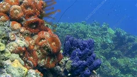 Reef Edge Stock Video Clip K0029843 Science Photo Library