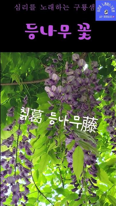 등나무 꽃 칡을 만났을 때 꼬이는 방향이 달라 풀리지 않는 문제를 말하는 갈등의 어원이 되는 나무다 Shorts