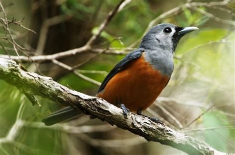Black Faced Monarch Monarcha Melanopsis