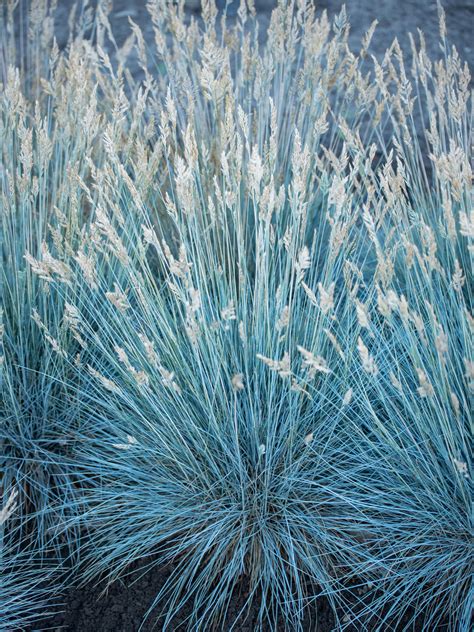 Eraičinas Melsvasis Eisvogel C2 Mamafloralt