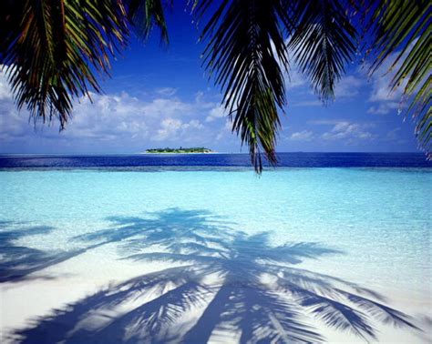 Tropical Free Images At Vector Clip Art Online Royalty