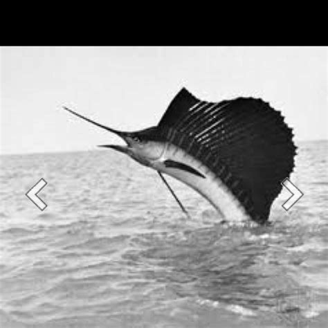 Sailfish The Fastest And Most Beautiful Fish In The Ocean