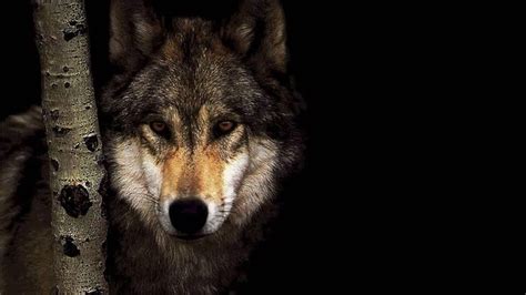 Wolf Wallpapers 1920x1080 Wallpaper Cave