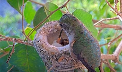 1st Of 2 Eggs Hatches Hummingbird Nest Cam