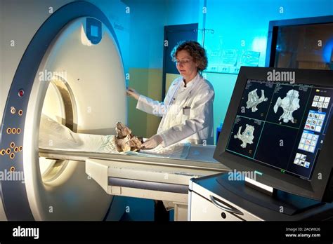 Dinosaur Fossil Mri Scanning Palaeontologist Using An Mri Magnetic