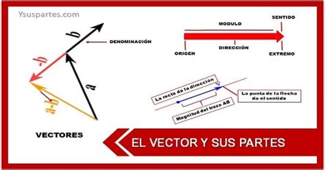 Partes De Un Vector Bourque