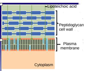 Lecture Bacterial Cell Structure Flashcards Quizlet