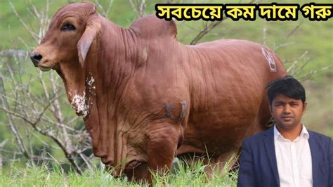 এ বছরের সবচেয়ে কম দামে গরু এবার মৃত্তিকা ডেইরি ফার্মে। শাহীওয়াল