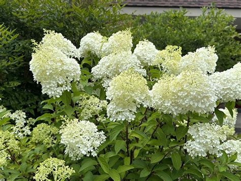 July 28 2023 Limelight Hydrangea Barton Arboretum And Nature Preserve