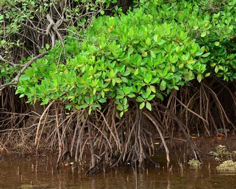 Rhizophora Mucronata Lmk Pui Mangrove Usu