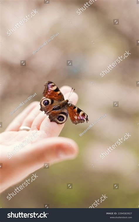 59 300 공작새 날개 이미지 스톡 사진 및 벡터 Shutterstock