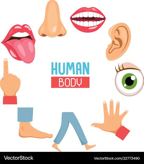 Human Body Parts Royalty Free Vector Image Vectorstock
