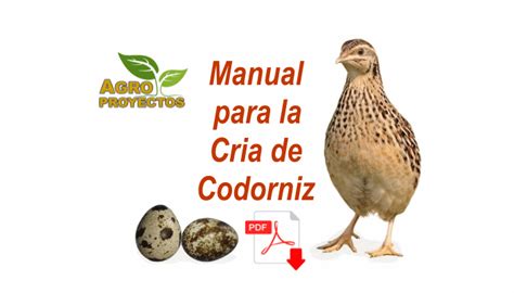 Manual Tecnico Para La Cria De Codorniz Agroproyectos