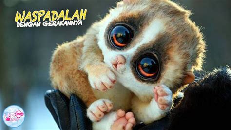 Hewan Lucu Nan Imut Yang Mematikan Youtube