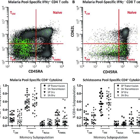 Generation And Maintenance Of Resident Memory T Cell Subsets Resident