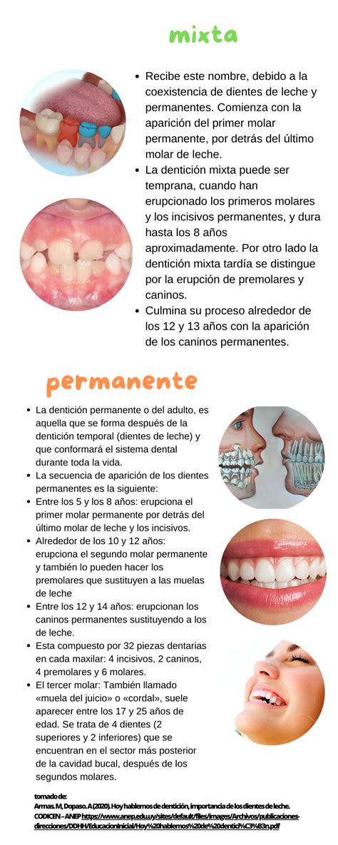 INFOGRAFIA TIPOS DE DENTICIÓN