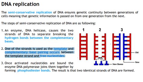 Question About Semi Conservative Dna Replication What Is Meant By