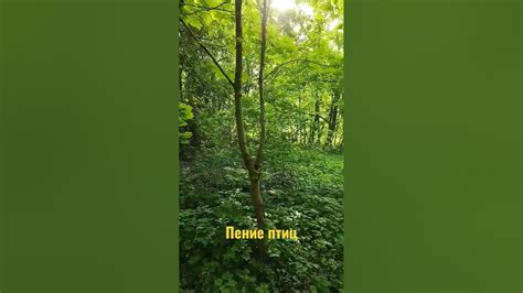 Прекрасное пение птиц Youtube