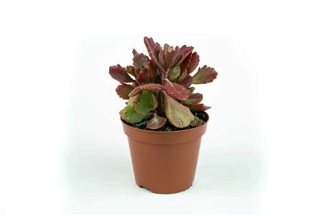 21 Prächtige Kalanchoe Arten Die Leicht Zu Züchten Sind