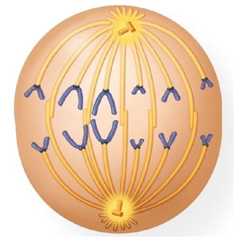 Mitosis Steps Pictures Flashcards Quizlet