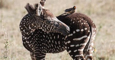 Zebra Born With Dots Instead Of Stripes Album On Imgur