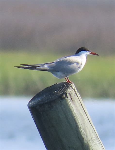Common Tern Birdforum