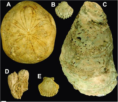 Selected Examples Of Late Miocene Calcitic Shelled Fossils From The