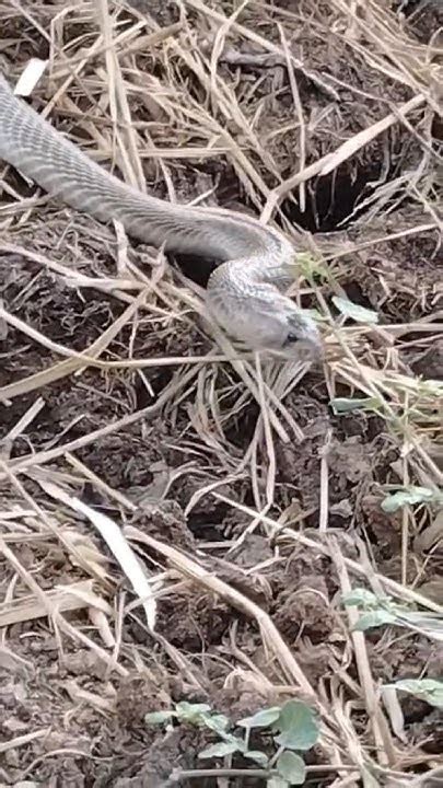 మా కలం లోకి పాము వచ్చింది 🐍snake Aa Kannu Chudadhanaperfect Bgm