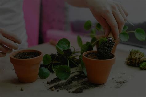 How To Revive Bonsai Tree Without Leaves Botanic Beam The Awesome