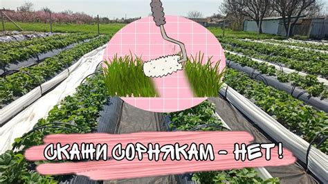 Избавляемся от сорняков на грядках - YouTube