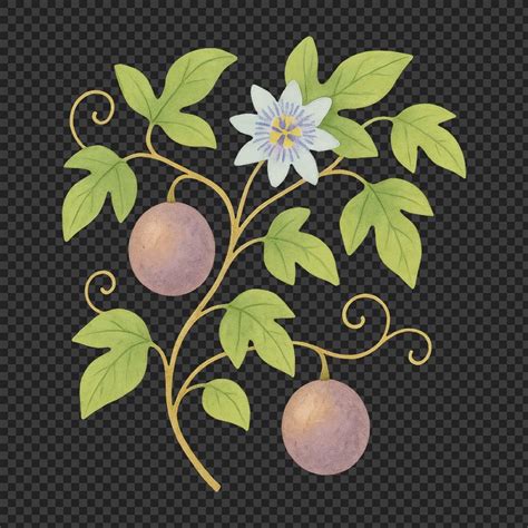 Plant Cute Vines Shadow Images Free Photos Png Stickers Wallpapers