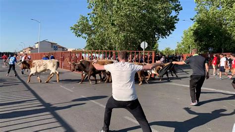 Encierro en el I Congreso Nacional de Toro de Cajón 2024 fotos y video