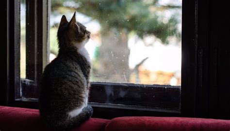 Me Echa De Menos Mi Gato Cuando No Estoy En Casa Yummypets