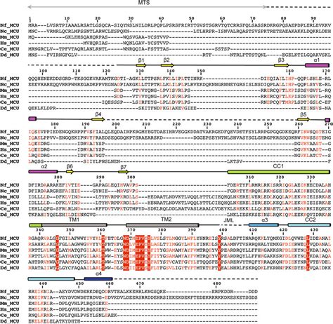 Sequence Alignment Of Mcu Orthologues The Sequences Were Aligned Using