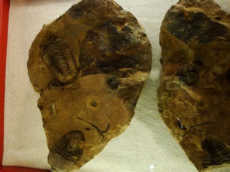 Gealogia La ExplosiÓn Evolutiva Del CÁmbrico