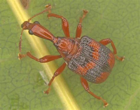 Insect Pests