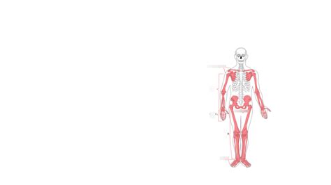 Diagram Of Appendicular Skeleton Quizlet
