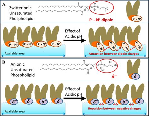 Unsaturated Phospholipids