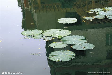 荷叶 浮萍摄影图 自然风景 自然景观 摄影图库 昵图网