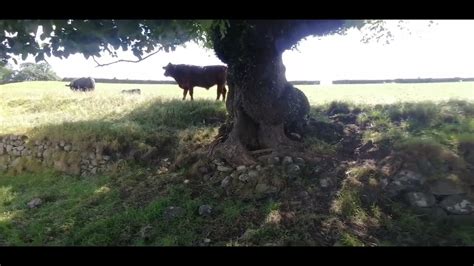 Shiba Inu And Bulls Youtube