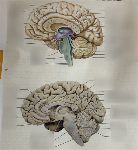 Brain And Cranial Nerves Diagram Quizlet