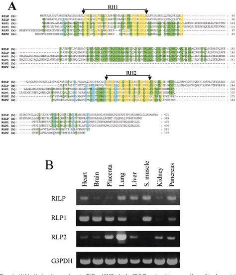 Figure 1 From A Unique Region Of Rilp Distinguishes It From Its Related