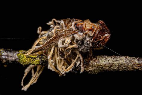 Cordyceps The Parasitic Fungus That Makes Insects Grow Horns
