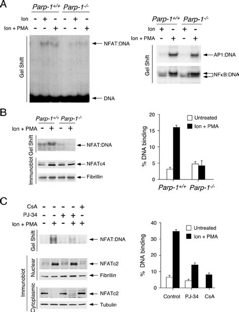 Parp 1 Regulates Nfat Dna Binding A Parp 1 ϩ ϩ And Parp 1 Ϫ Ϫ Download Scientific