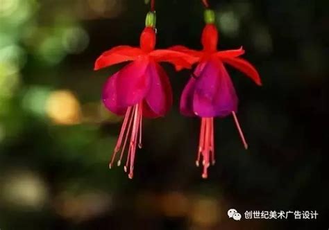 罕見倒掛金鐘花太美了 每日頭條