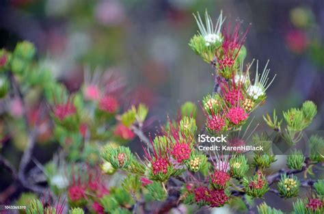 빨간색 분홍색 흰색 꽃과 싹이 호주 기본 클러스터 향기 머틀 Darwinia Fascicularis 작은 말리에 히스에 성장 화재 흔적 로얄 국립 공원 시드니 여름 꽃 겨울
